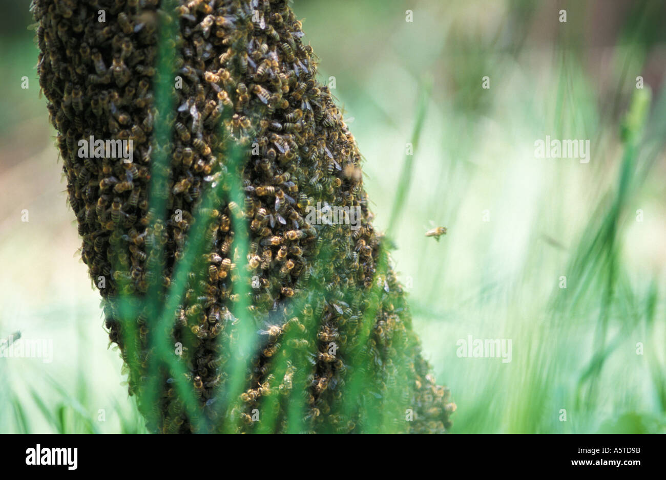 Swarming honey bees (Apis mellifera) have gathered around the trunk of ...