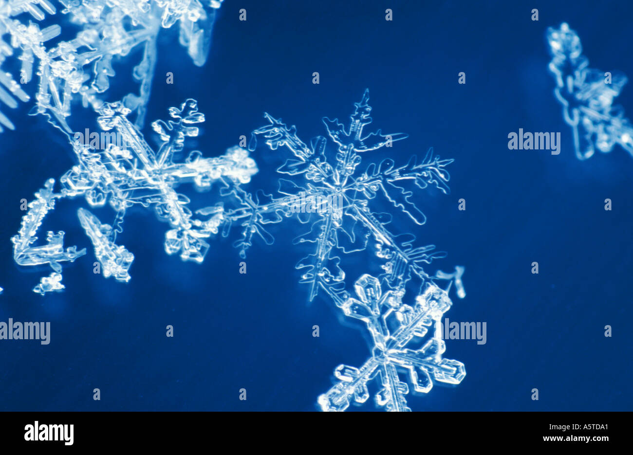 snow flakes Stock Photo - Alamy