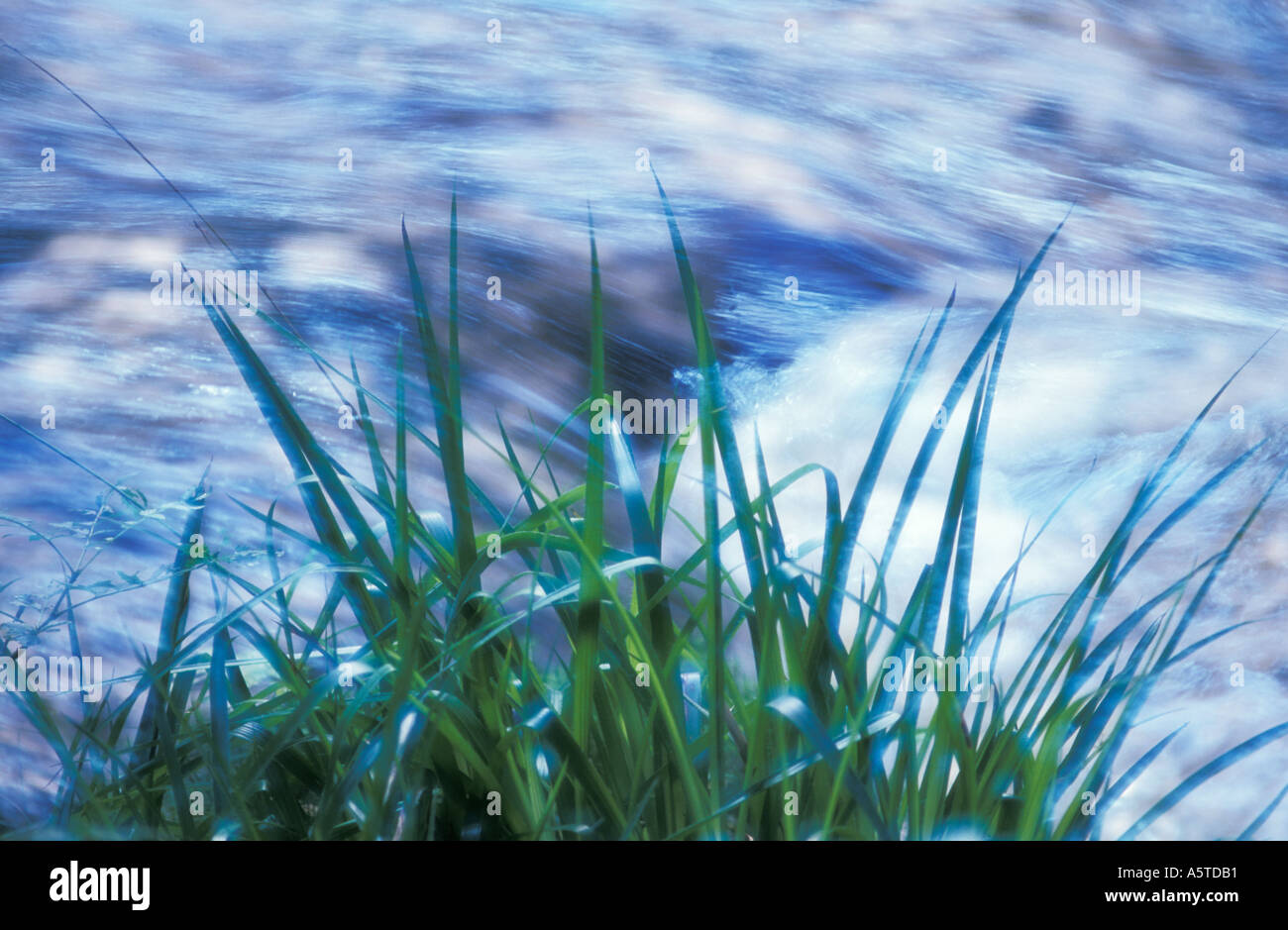 Grasses in front of a river. Double exposure Stock Photo - Alamy