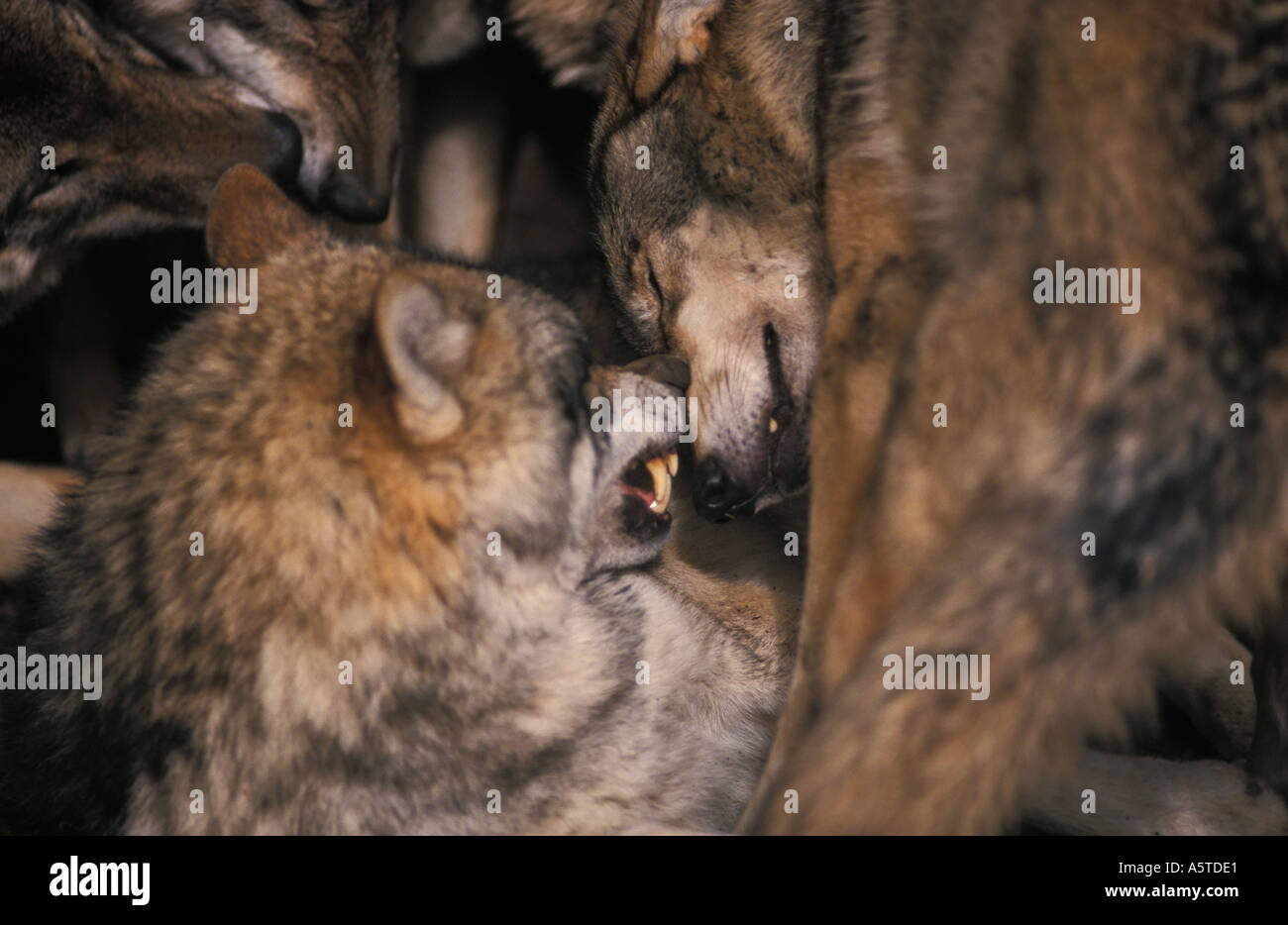 Wolf baring teeth hi-res stock photography and images - Alamy