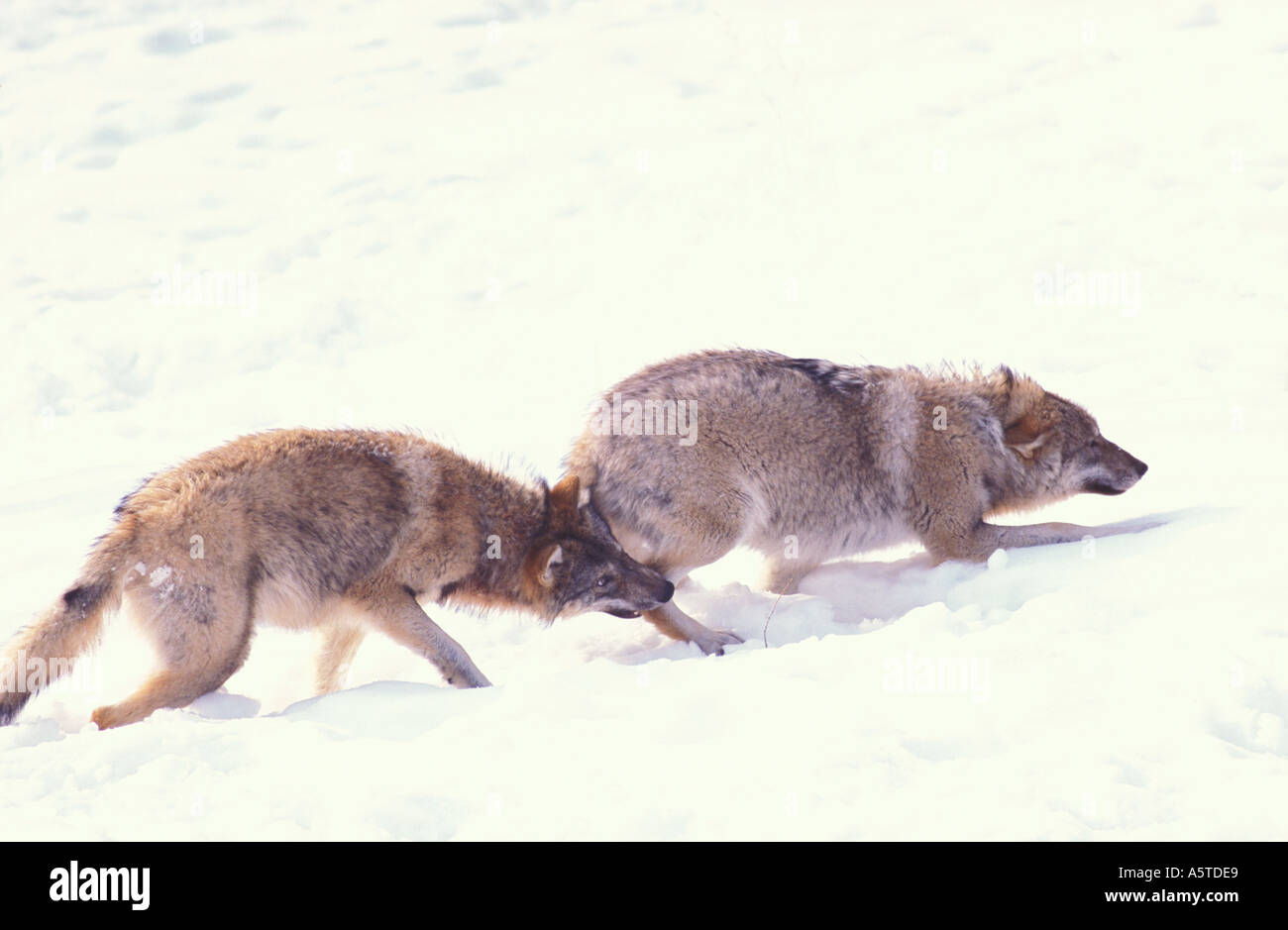 Gray wolf bite hi-res stock photography and images - Alamy
