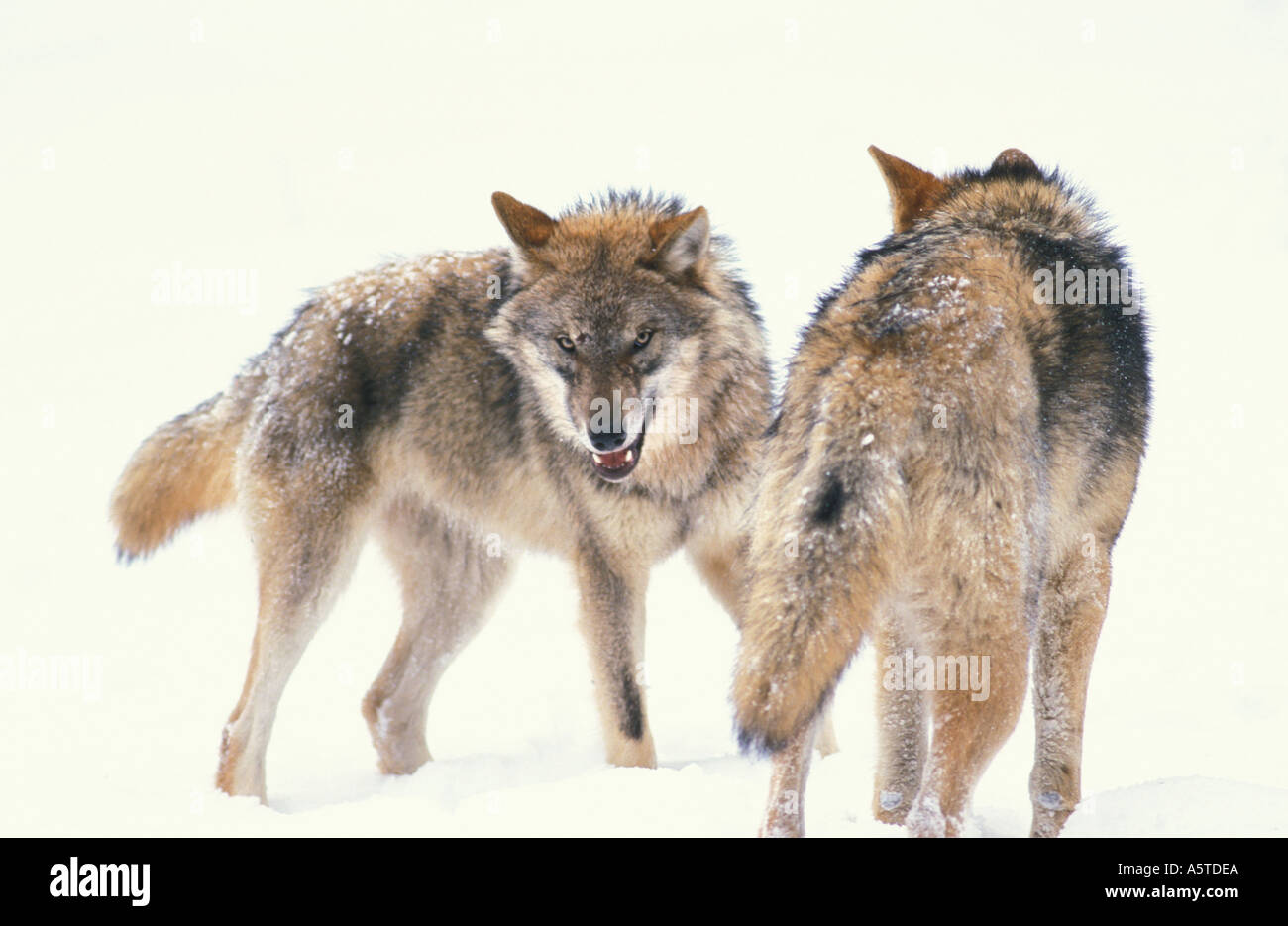 Wolf Canis lupus in aggressive attitude Stock Photo - Alamy