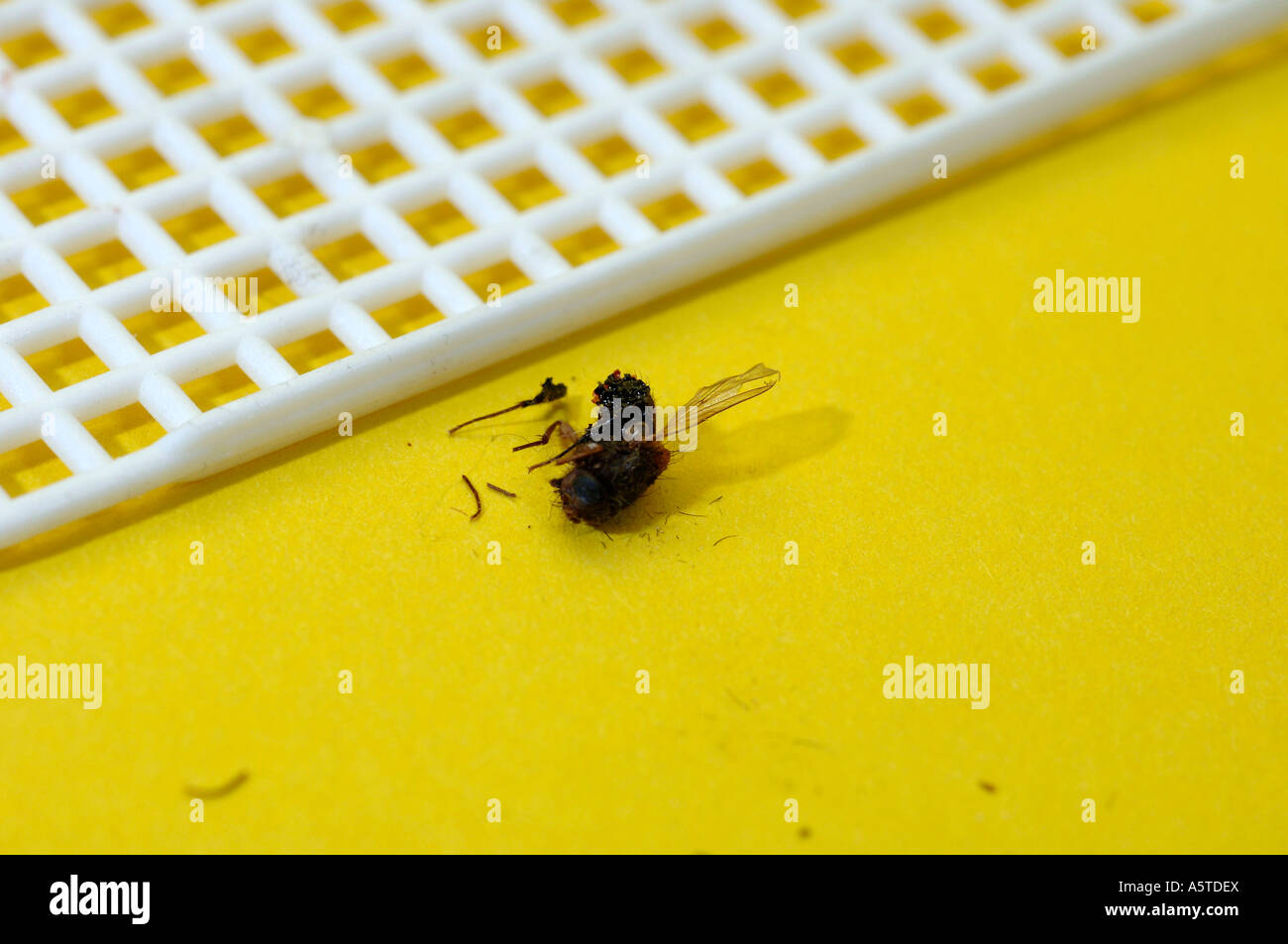 fly swat and death fly Stock Photo - Alamy