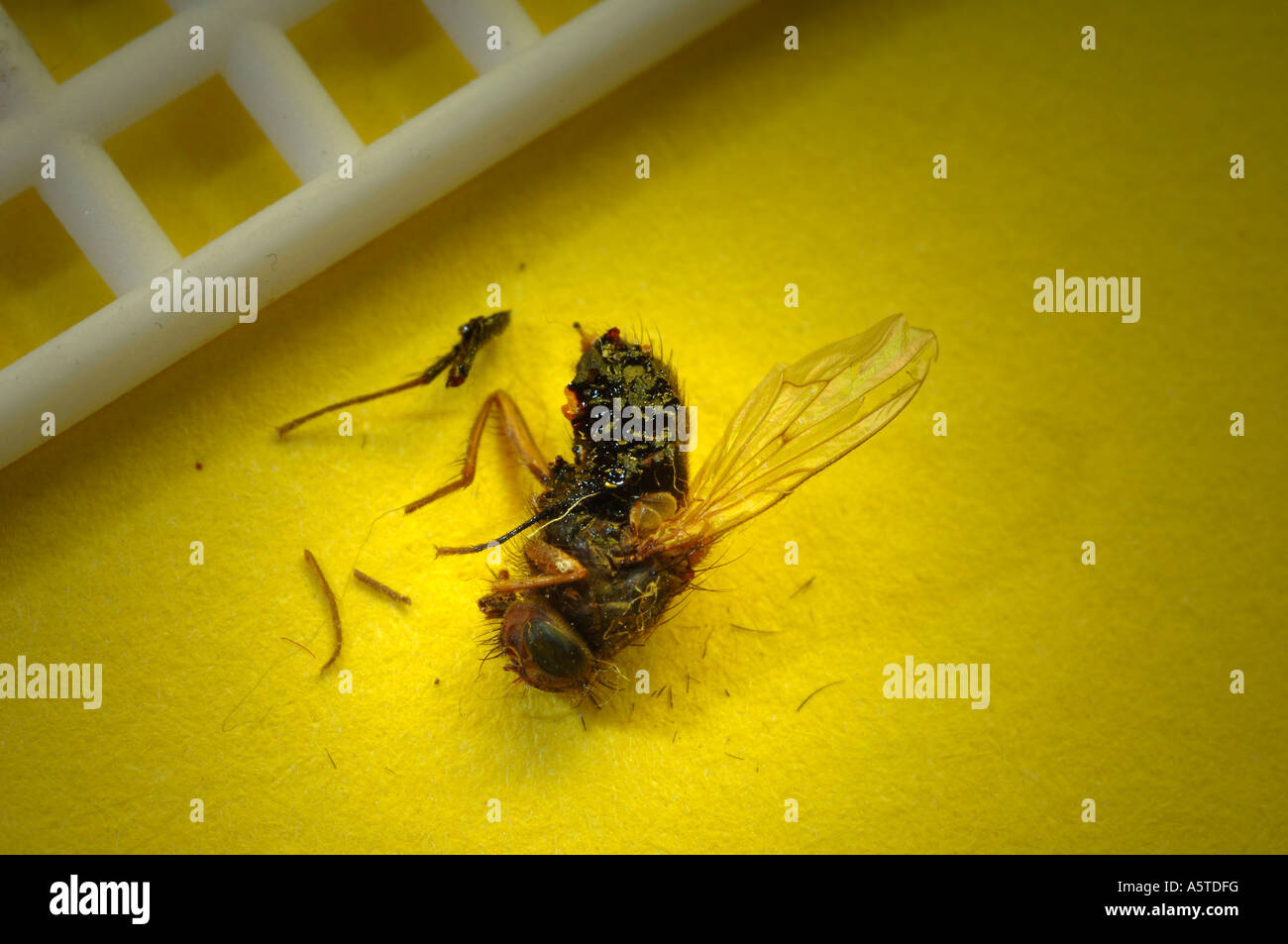 Death fly hi-res stock photography and images - Alamy