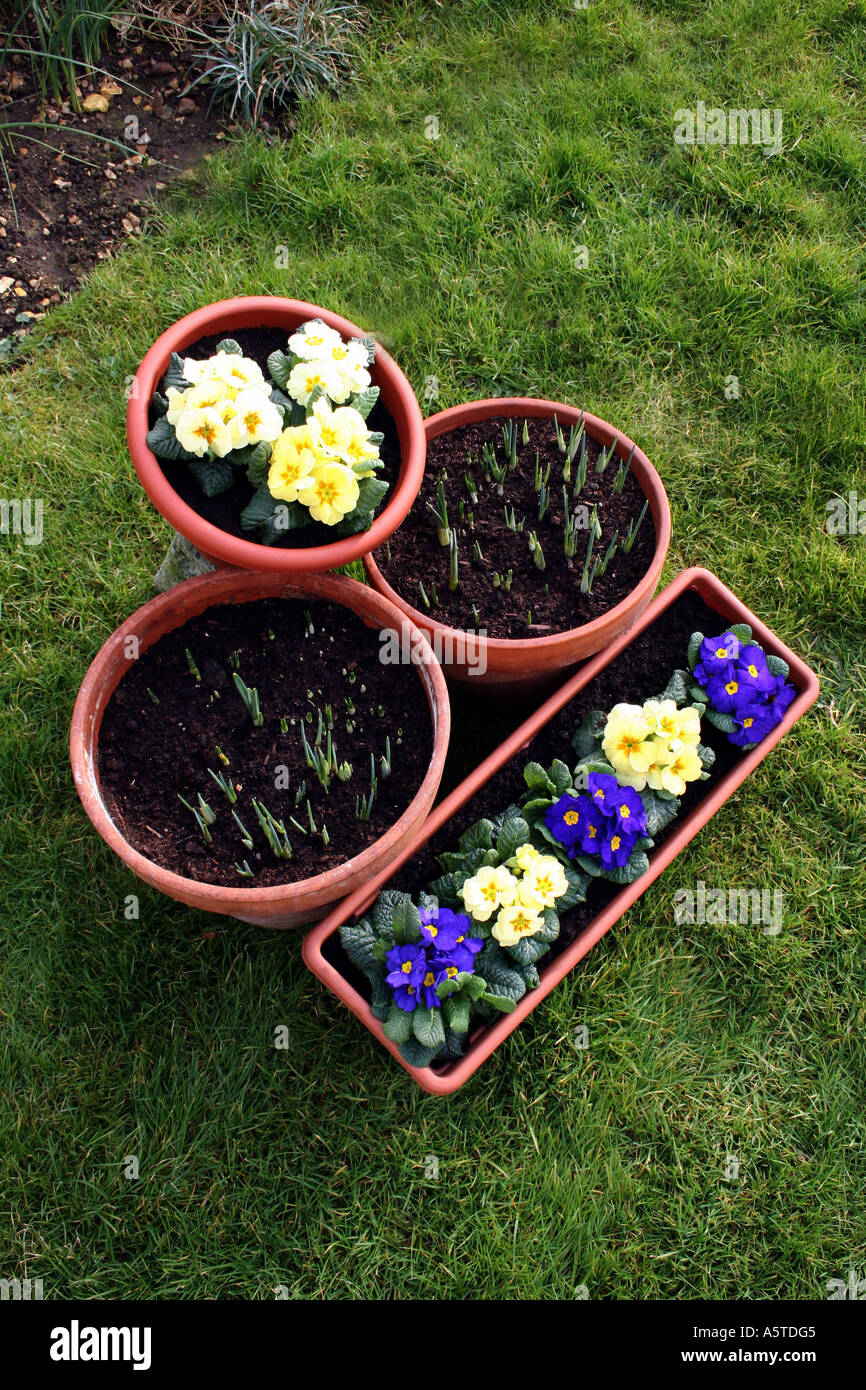 PRIMULA. PRIMROSE IN POTS Stock Photo - Alamy