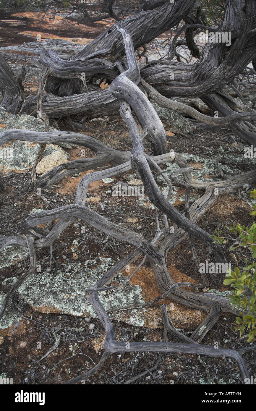 dead tree roots on a granite rock outcrop in the Australian bush Stock ...