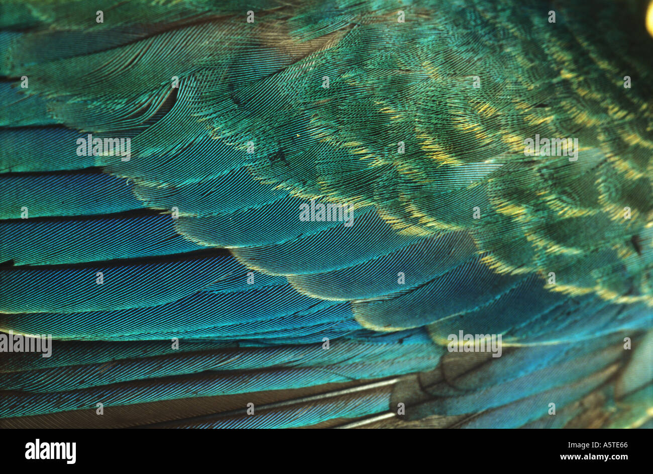 Kingfisher shape hi-res stock photography and images - Alamy