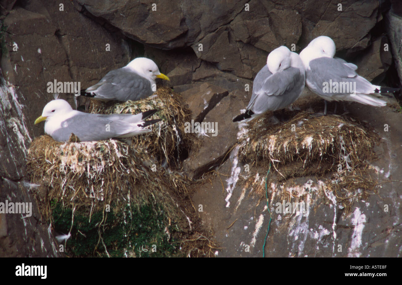 Breeding Seabirds Two Pairs of Black Legged Kittiwake Stock Photo - Alamy