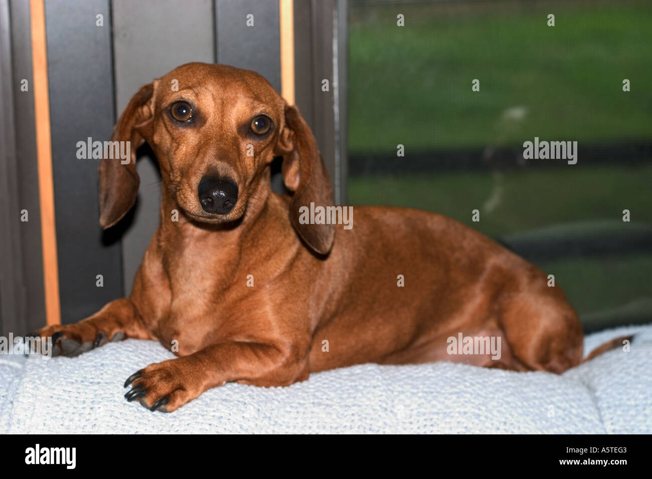 Dixie dog hi-res stock photography and images - Alamy