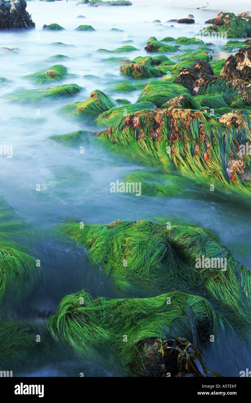 Green sea grass flowing over rocks at low tide along Pacific Coast ...