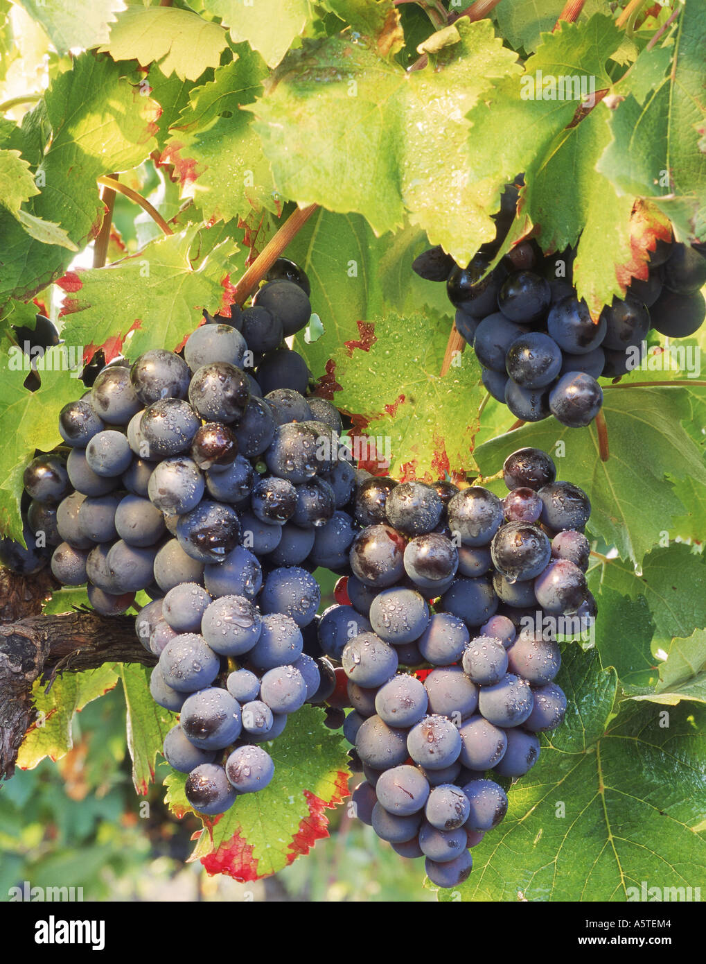 Grenache grapes hi-res stock photography and images - Alamy Grenache grapes hi-res stock photography and images - Alamy