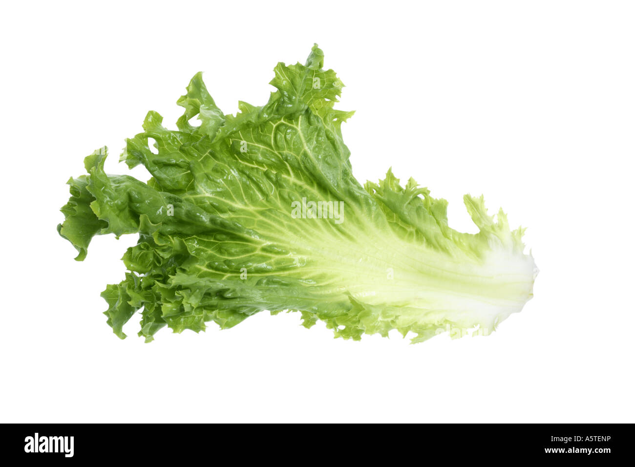 Lettuce Leaf cut out on white background Stock Photo - Alamy