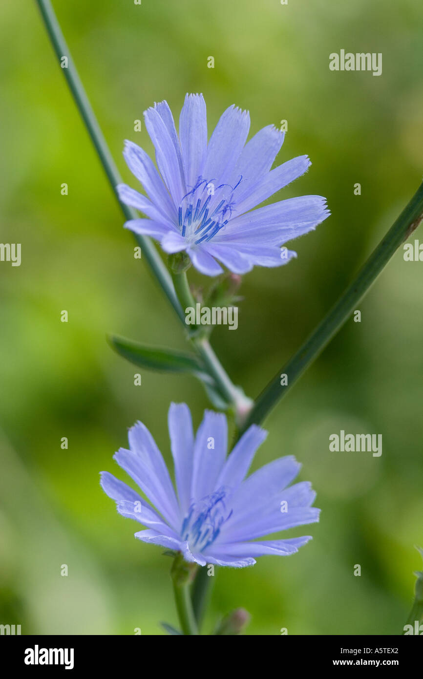 Chicory (Cichorium intybus Stock Photo - Alamy