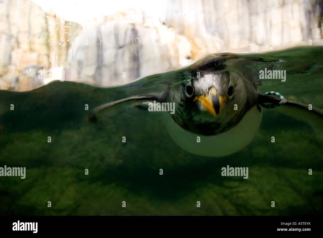 Chubby penguin hi-res stock photography and images - Alamy