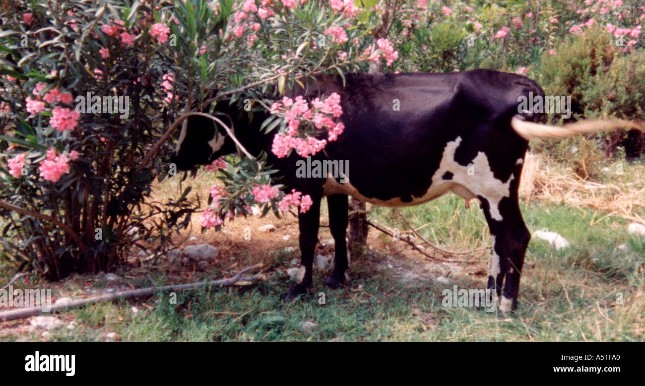 Turkish cow and flowers Stock Photo - Alamy