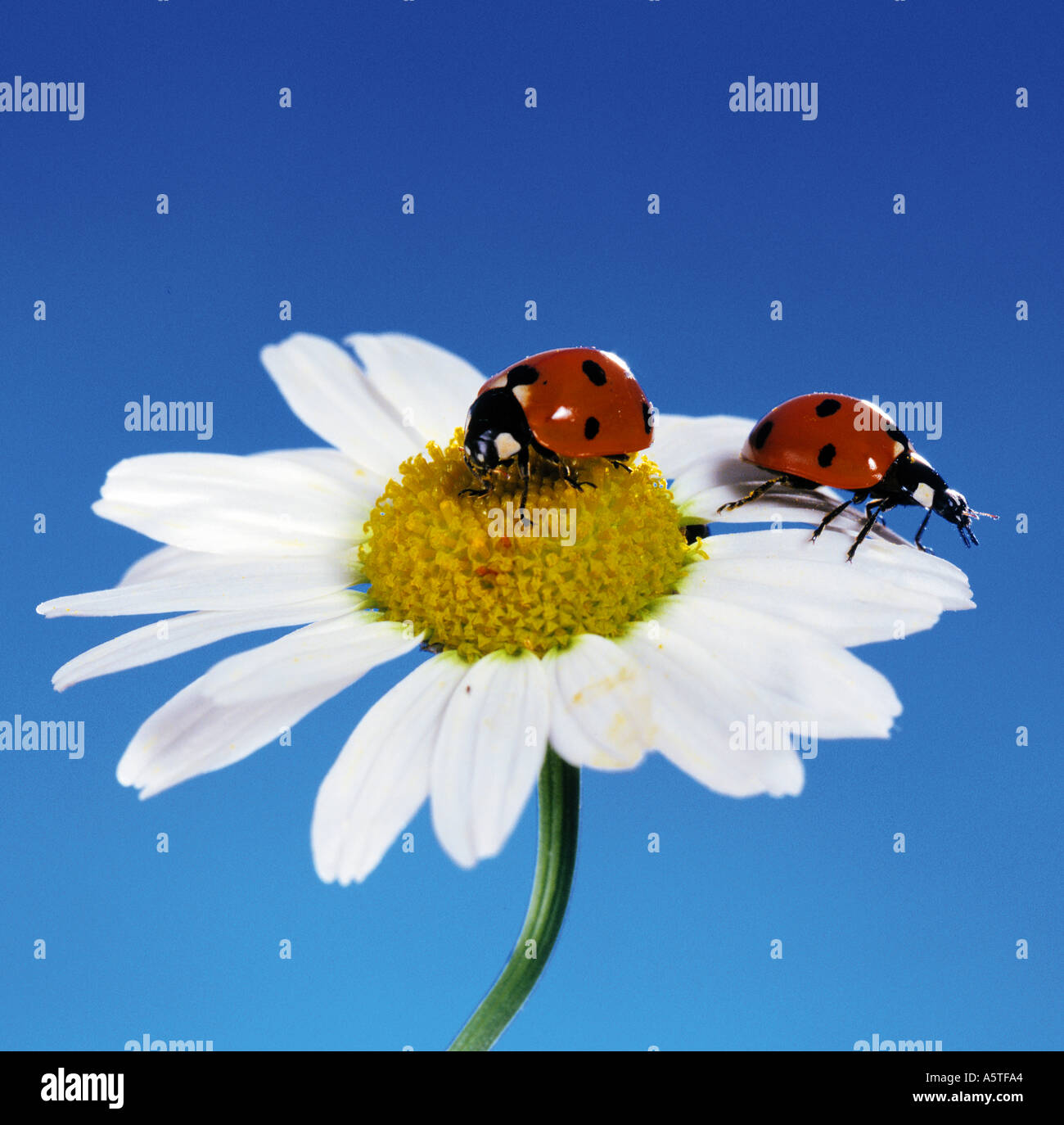 Ladybirds on flower hi-res stock photography and images - Alamy