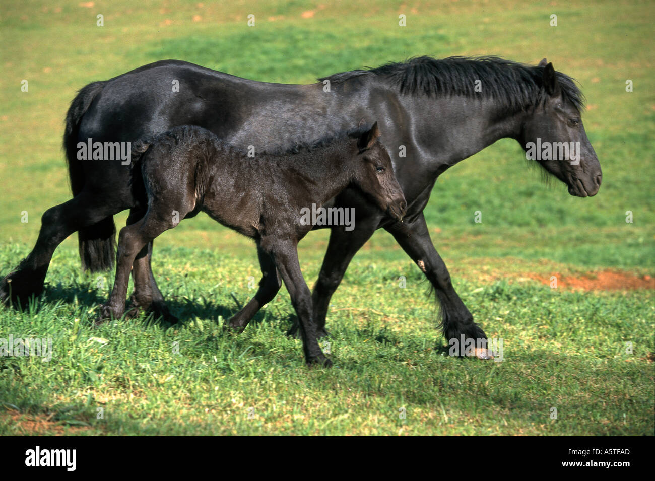 Merens horse hi-res stock photography and images - Alamy