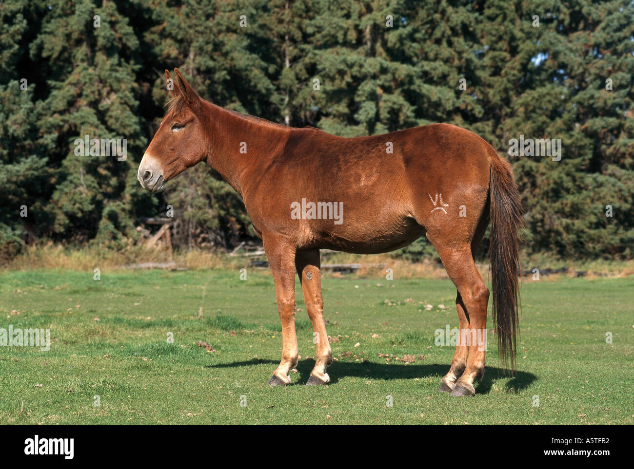 Hinny, adult standing. Offspring of a horse (father) and a donkey jenny ...