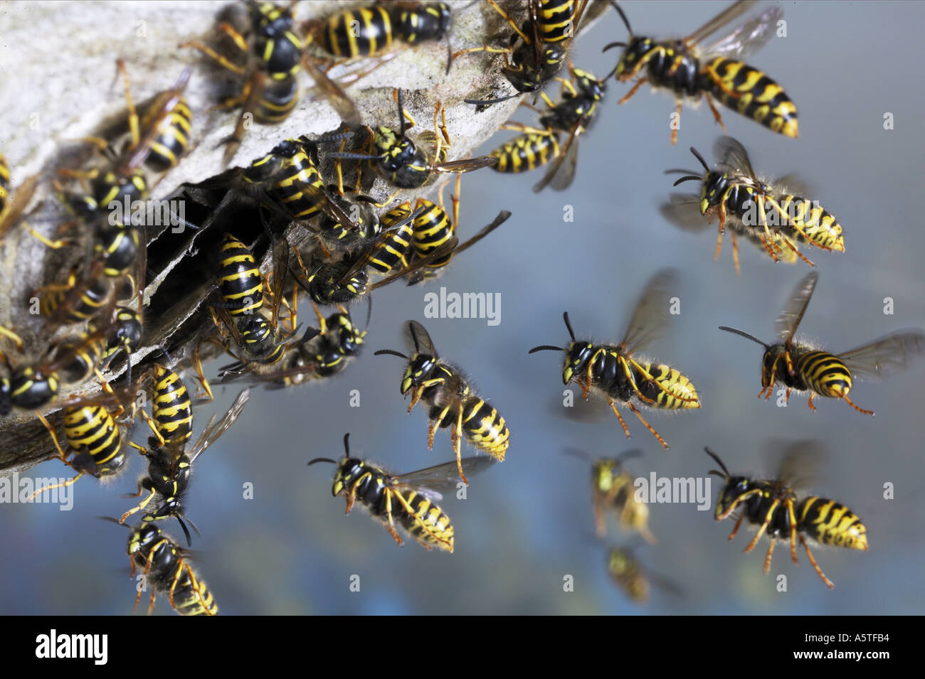 Common wasp (Vespula vulgaris). Wasps at entrance to nest Stock Photo ...