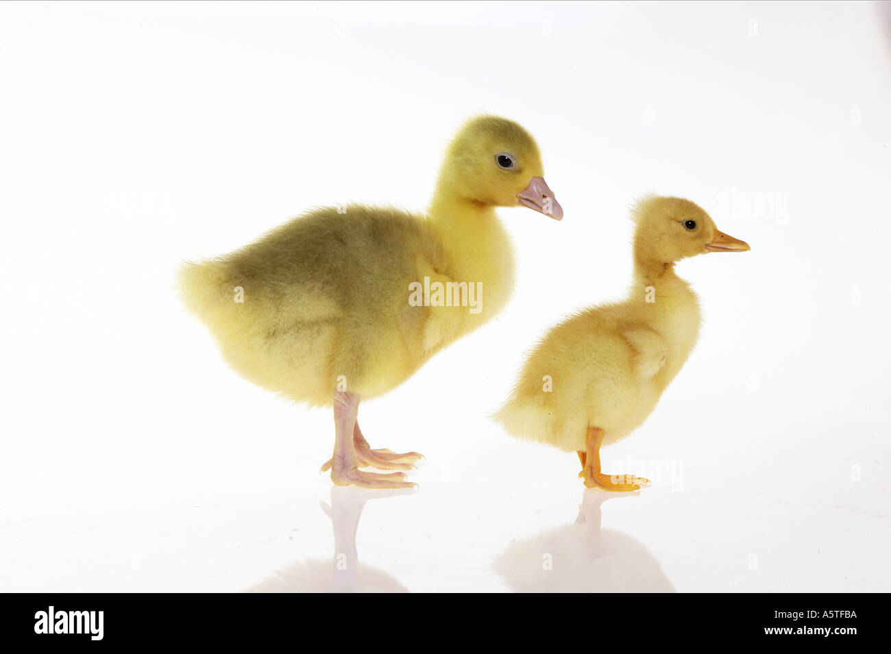 Two ducks and one duckling hi-res stock photography and images - Alamy