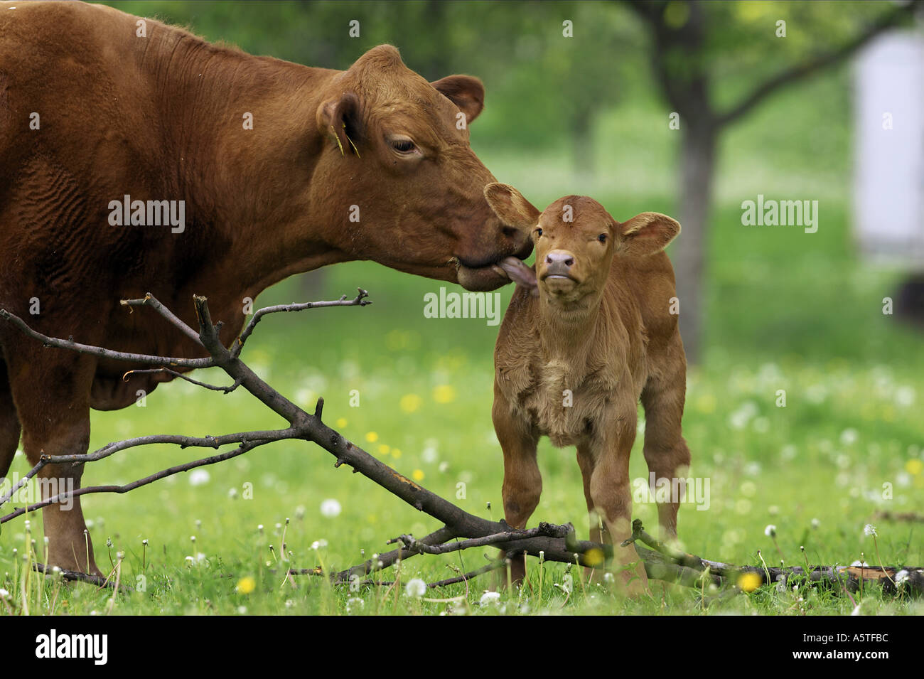 Cub cow hi-res stock photography and images - Alamy