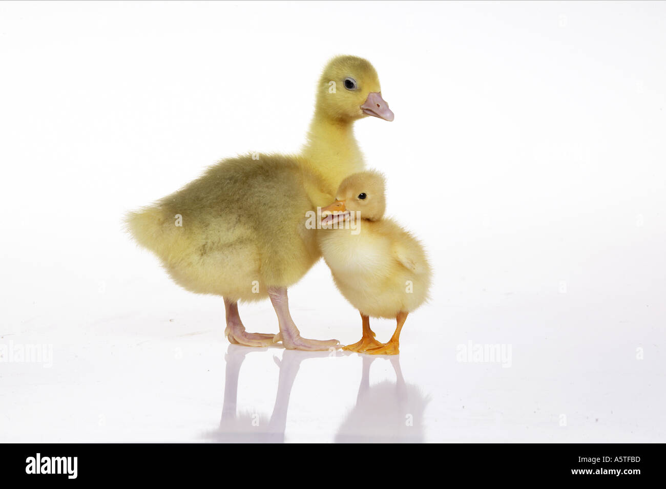 Two Ducks And One Duckling High Resolution Stock Photography and Images ...