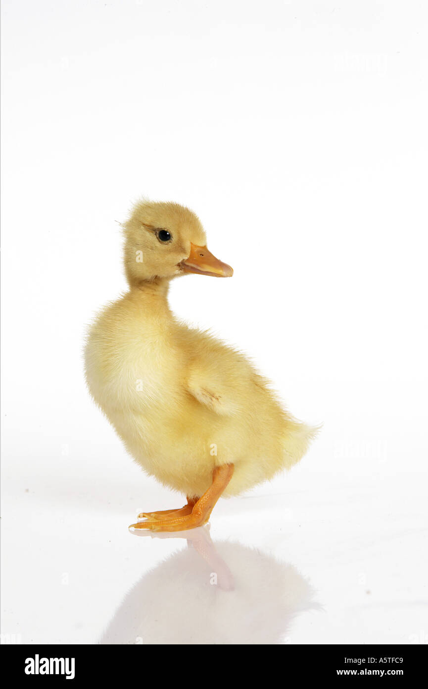duckling - cut out Stock Photo - Alamy