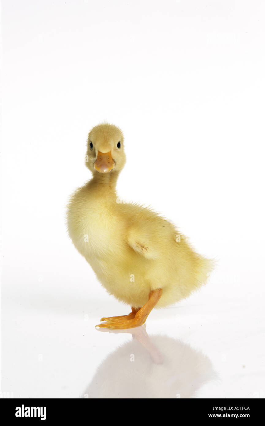 Duckling head hi-res stock photography and images - Alamy