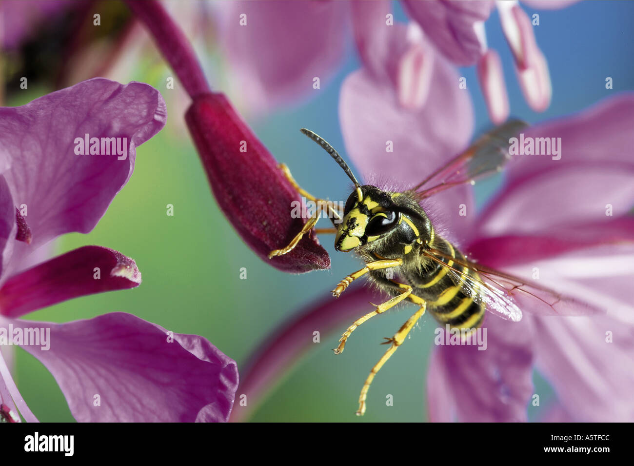 common wasp at blossoms / Vespula vulgaris Stock Photo - Alamy