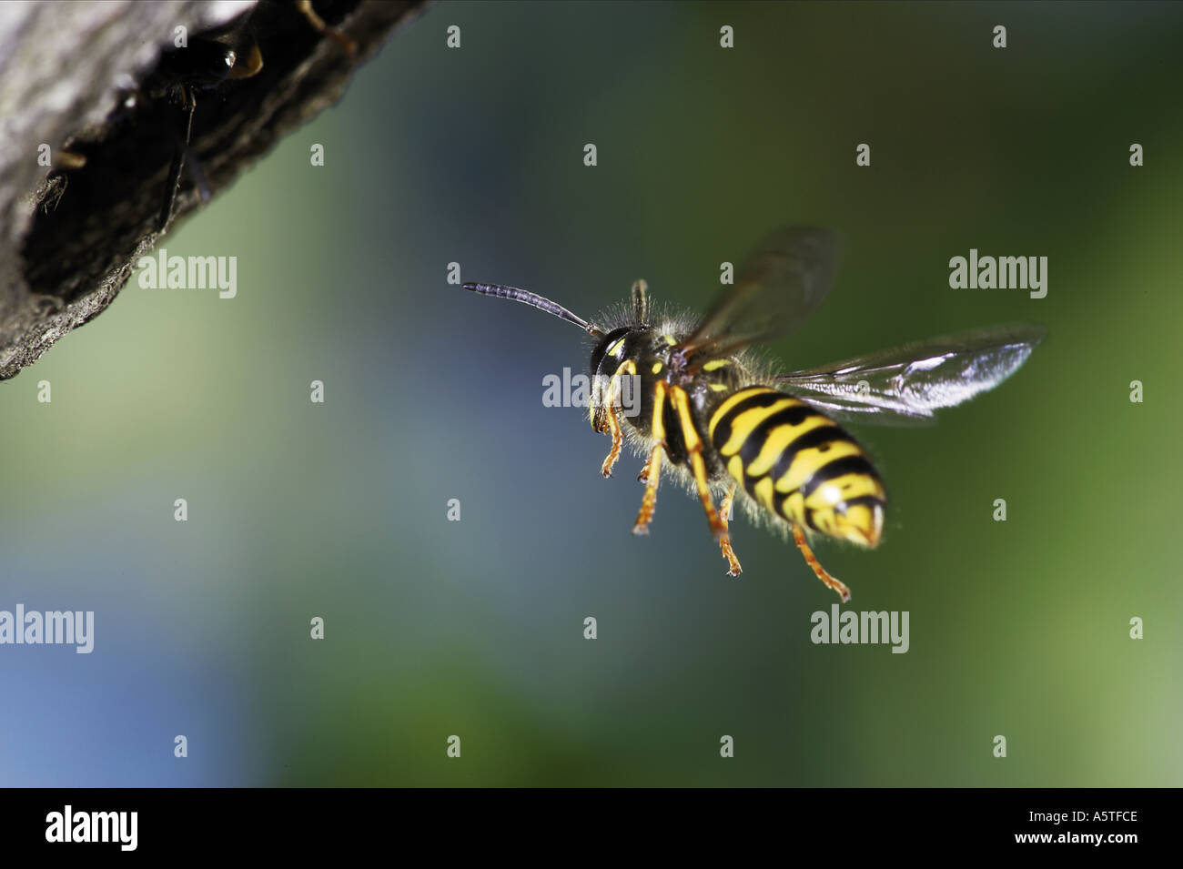 common wasp (Vespula vulgaris) in flight Stock Photo - Alamy