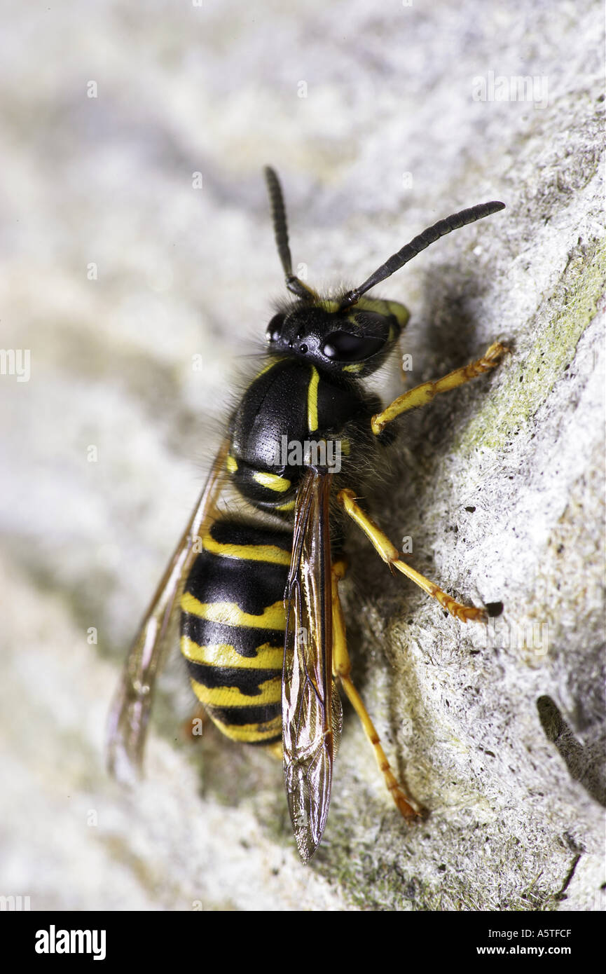common wasp / Vespula vulgaris Stock Photo - Alamy