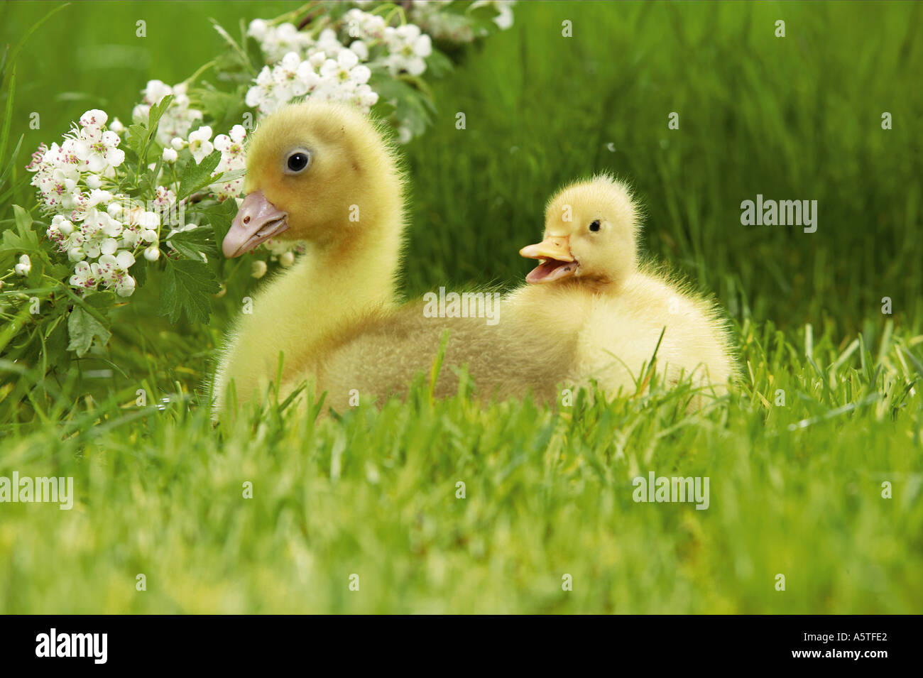 goose and duck - two chicks on meadow Stock Photo - Alamy