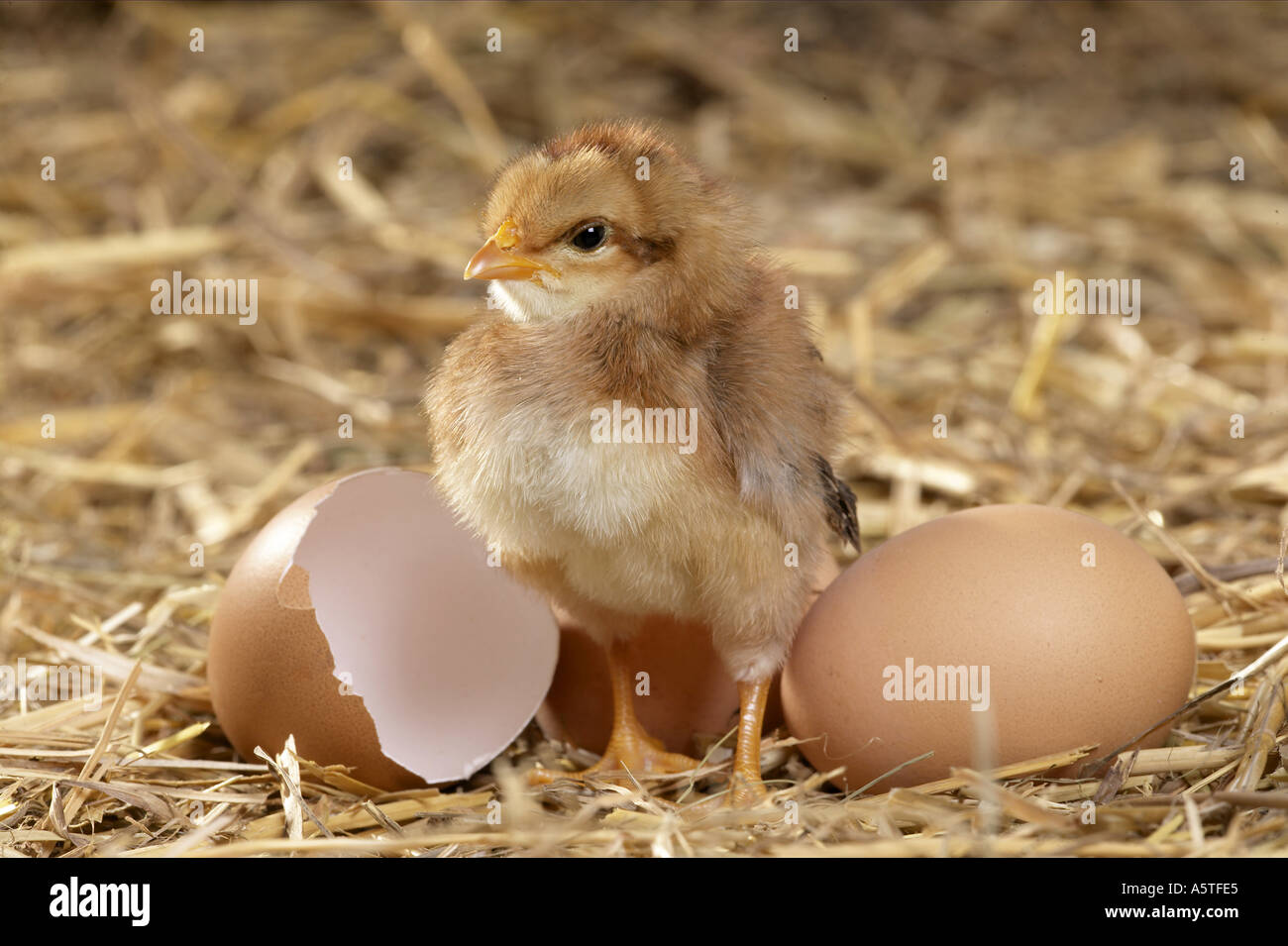 Newly hatched chick egg shell hi-res stock photography and images - Alamy