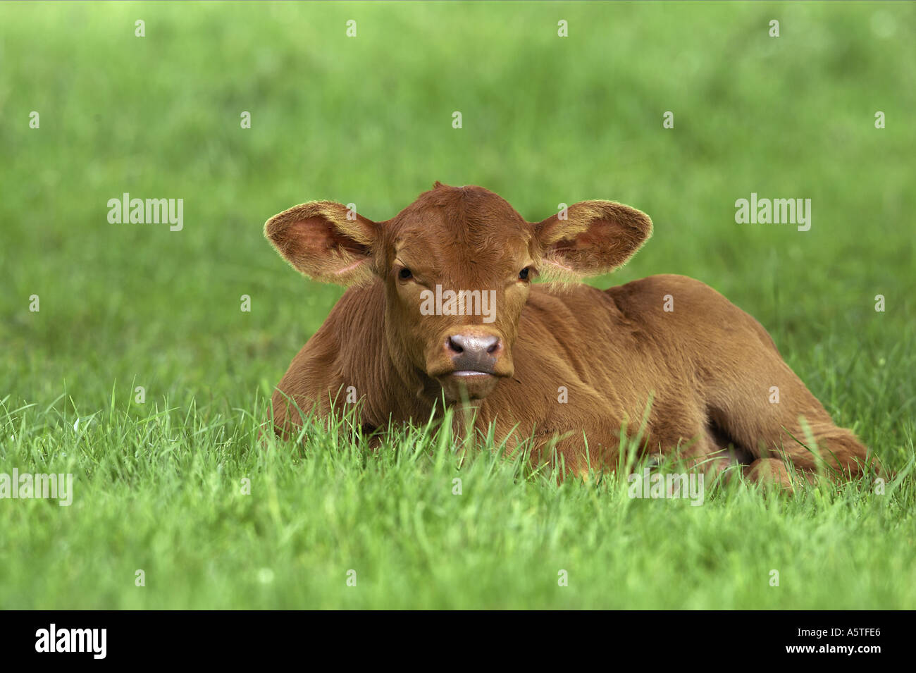 German Angus Cattle Stock Photos & German Angus Cattle Stock Images - Alamy