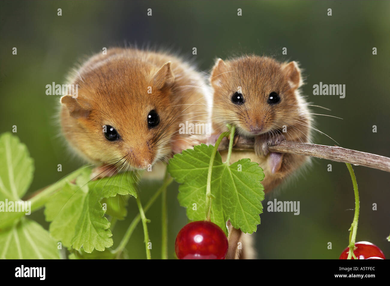 Hazel Mouse (Muscaridinus avellanarius). Mother with young on a cherry ...