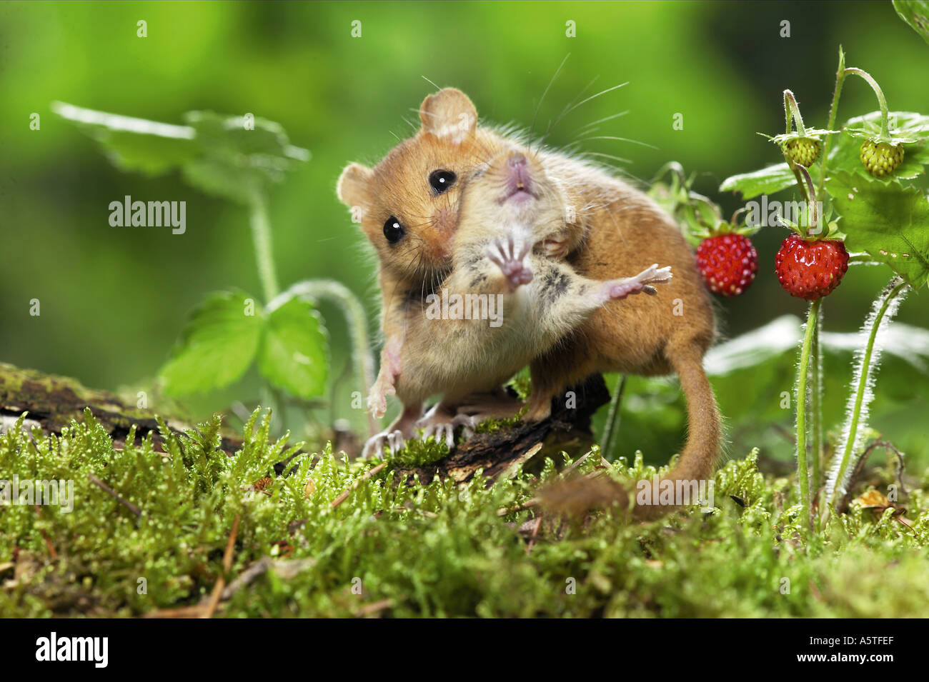 hazel mouse carrying cub / Muscaridinus avellanarius Stock Photo - Alamy