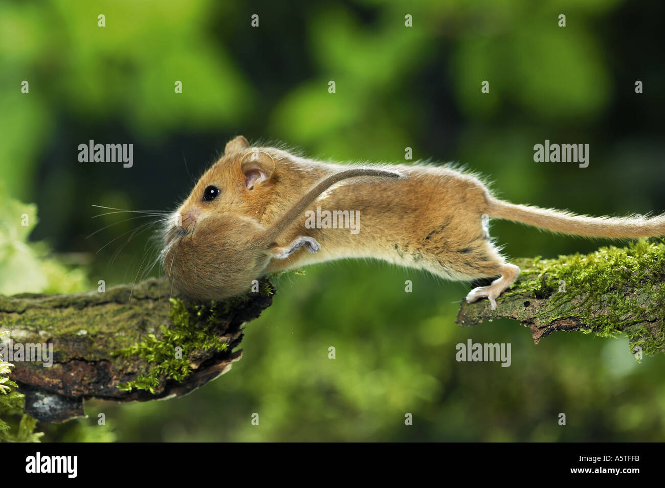 Muscardinus avellanarius young hi-res stock photography and images - Alamy