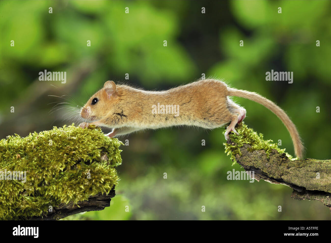 Dormouse Stock Photos & Dormouse Stock Images - Alamy