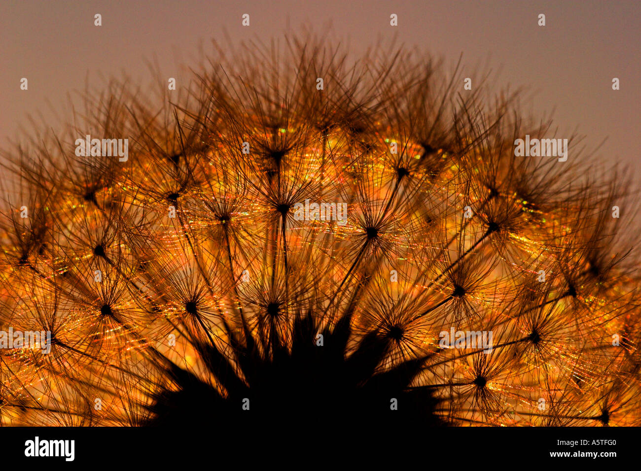 Close up dandelion clock hi-res stock photography and images - Alamy