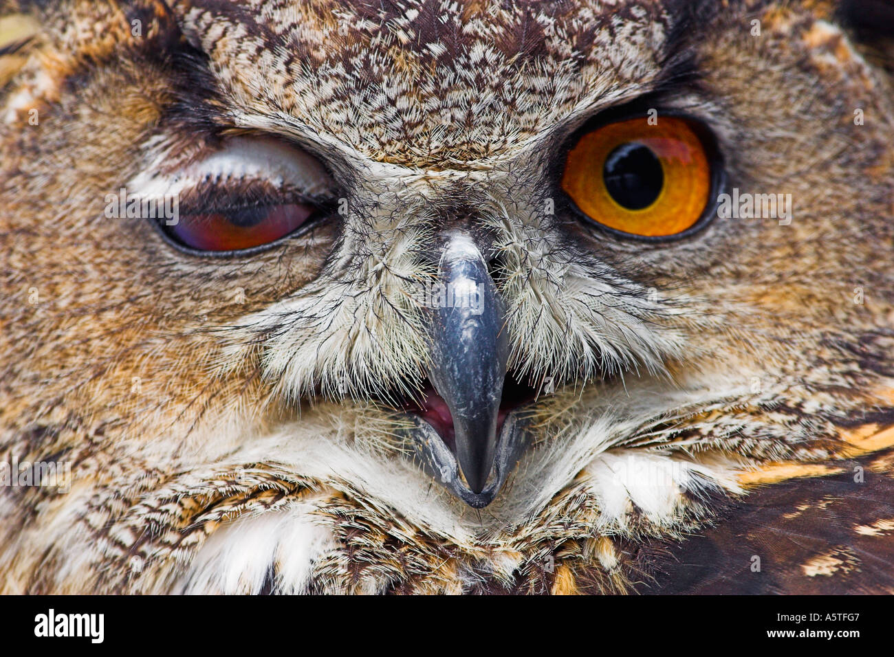 Eagle Owl winking Stock Photo - Alamy