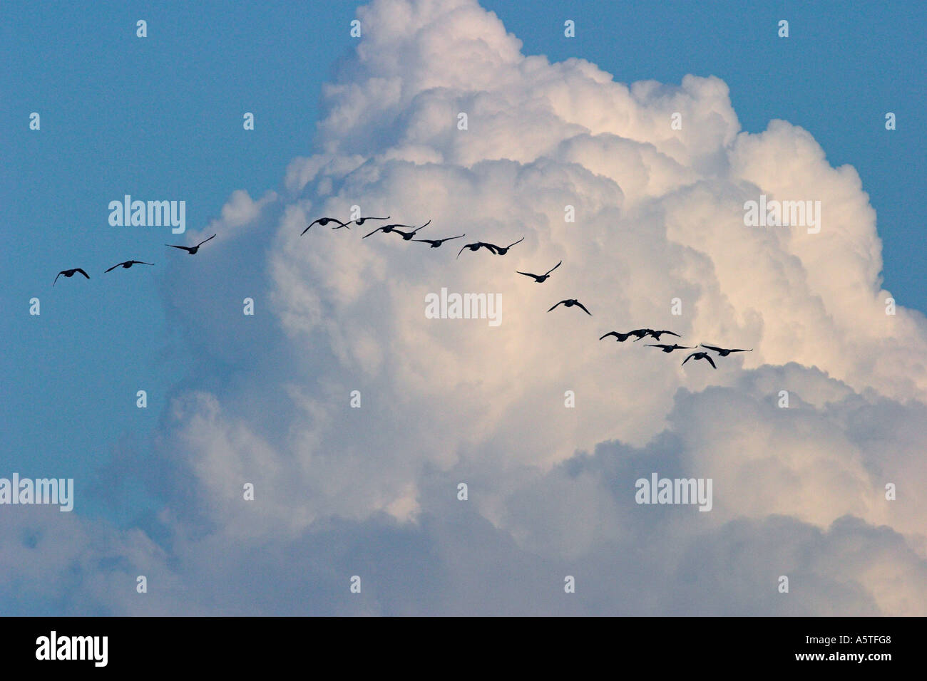 Geese flock v formation hi-res stock photography and images - Alamy