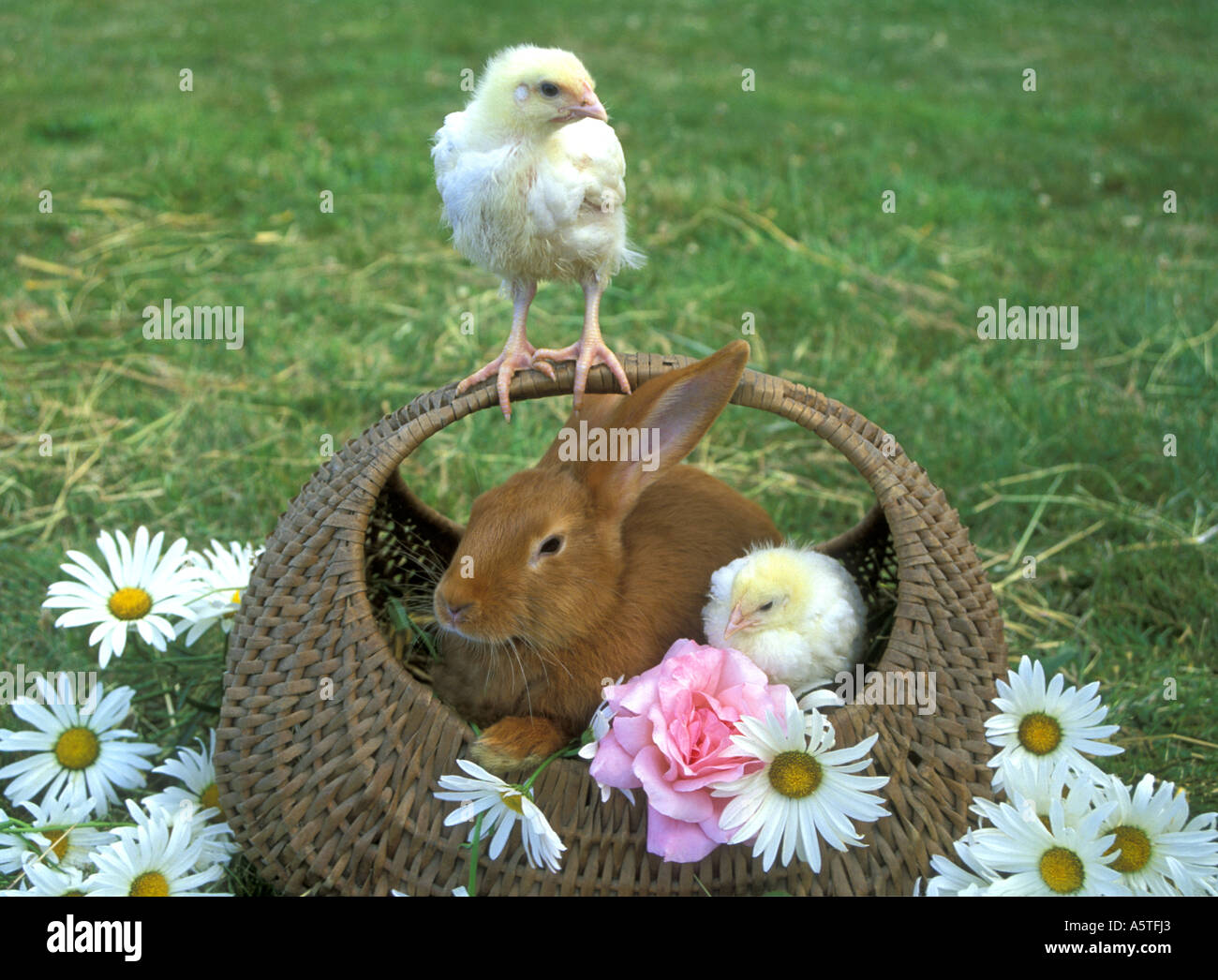 Chicks in basket hi-res stock photography and images - Alamy
