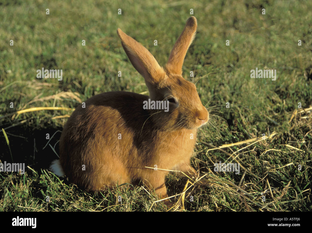 Golden Brown Baby Rabbit, sitting on grass Stock Photo - Alamy