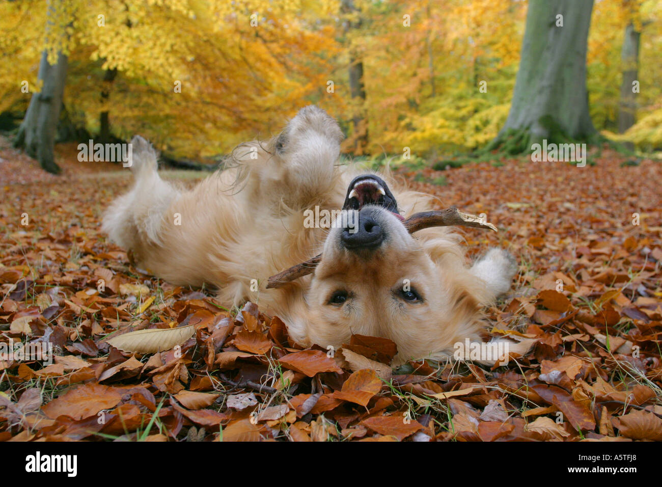 Sam golden hi-res stock photography and images - Alamy
