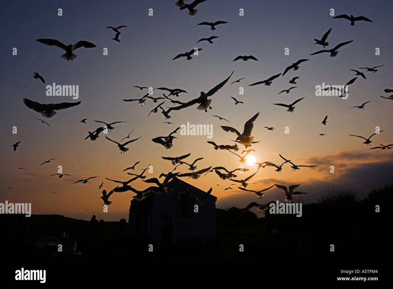 Fear of birds hi-res stock photography and images - Alamy