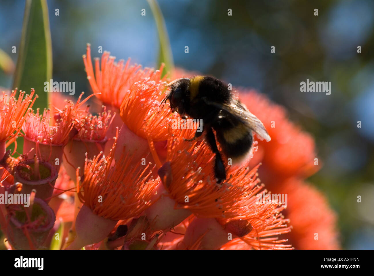 A bee forages in the flowers of the Red Flowering Gum Tree or ...