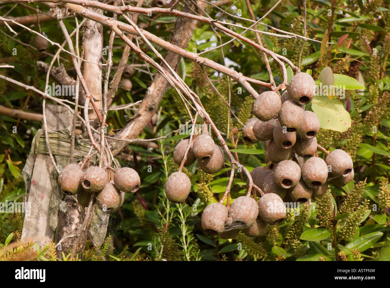 The fruit pods or Gum Nuts of the Red Flowering Gum Tree Eucalyptus ...