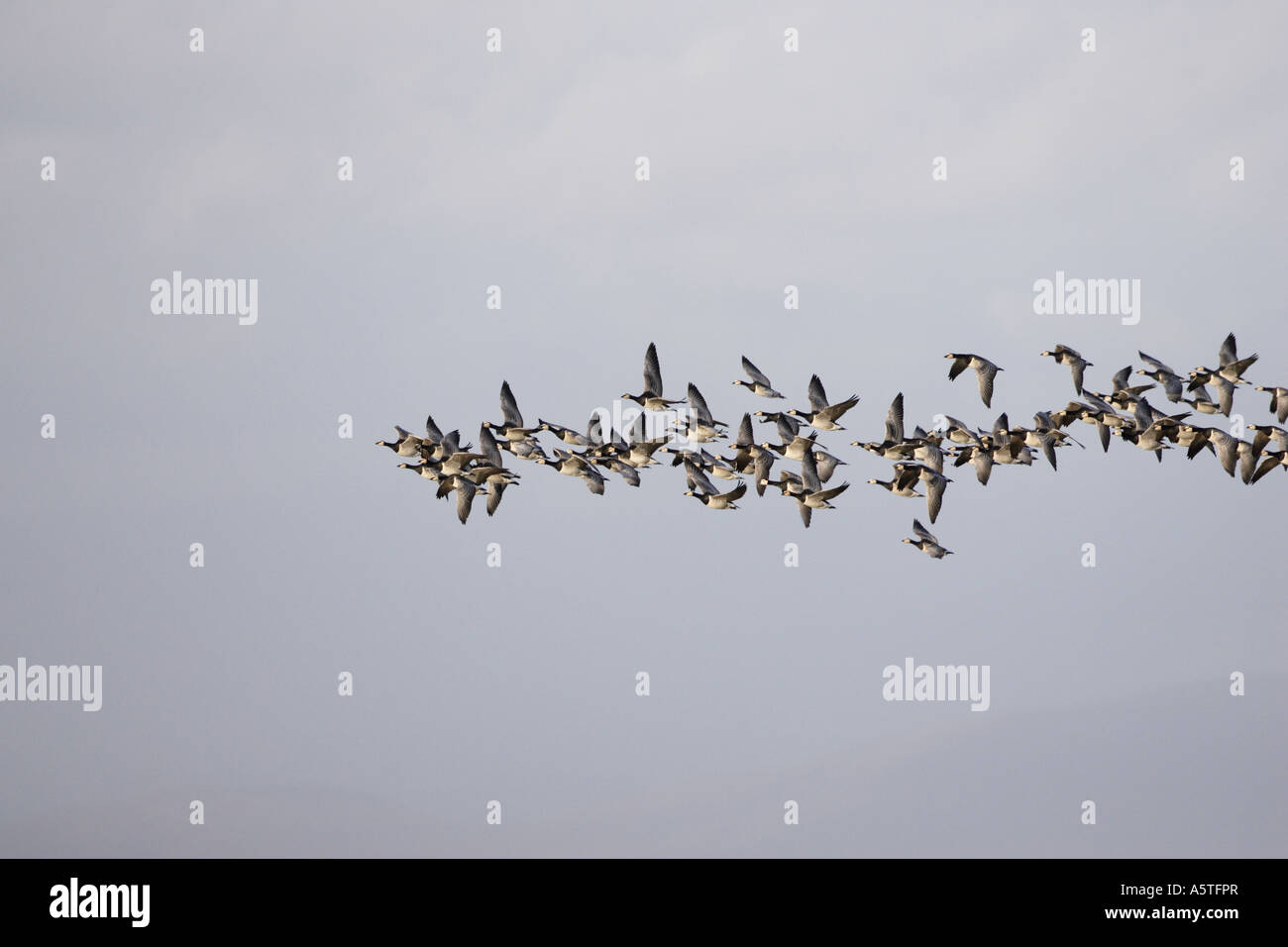 Barnacle Geese in Flight Stock Photo - Alamy