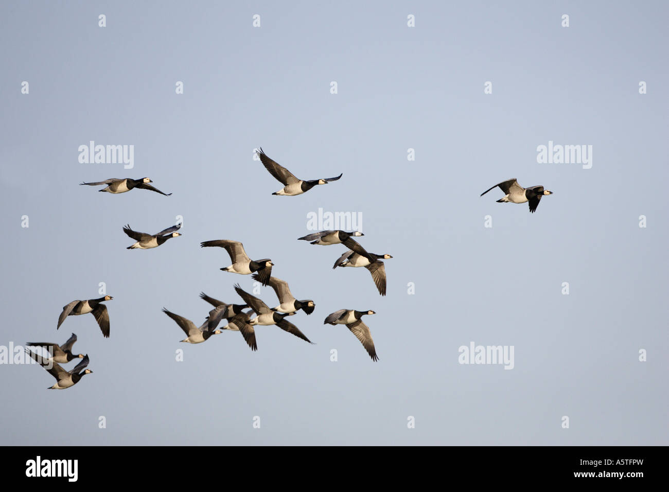 Barnacle Geese in Flight Stock Photo - Alamy