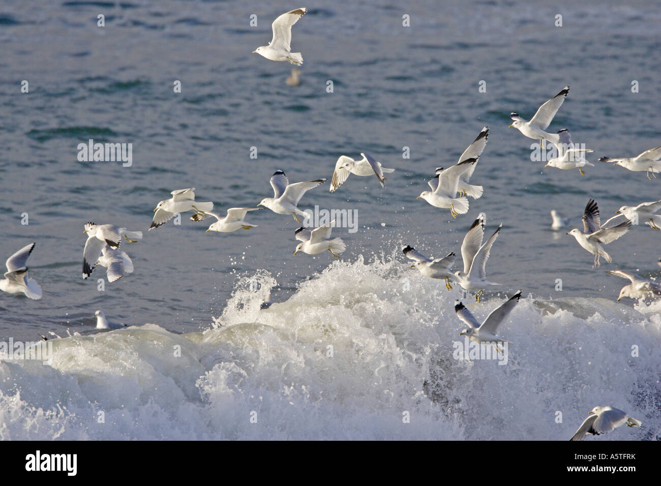 Flock over Common Gulls flying over the sea Stock Photo - Alamy